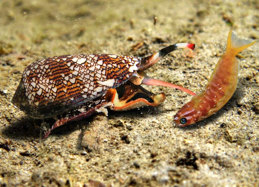 SSFP - Cone Snails Deadly Venom Holds Promise for Medicine
