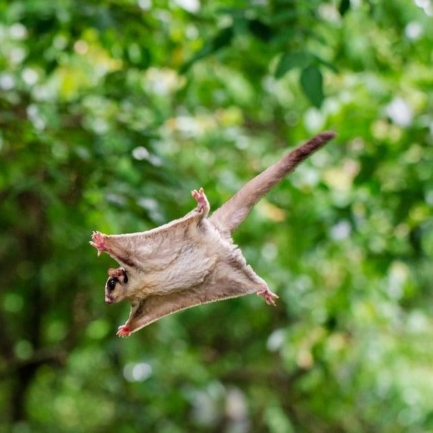 SSFP - Sugar Gliders Are Tiny Flyers With a Sweet Tooth