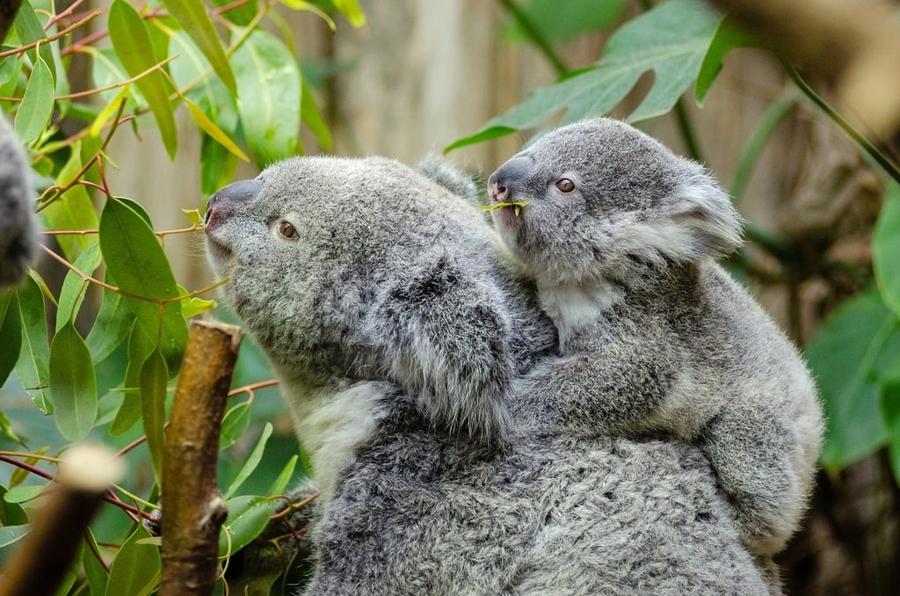 SSFP - Learn About rhe Early Life of Koalas, From Jelly Bean to Joey