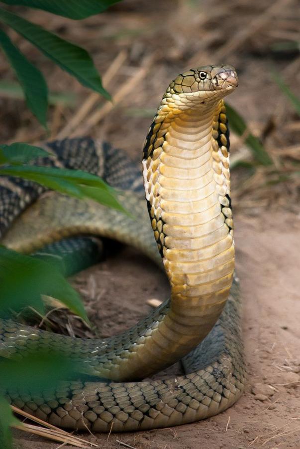 SSFP - Beware the King Cobra: Apex Predator of the Snake World