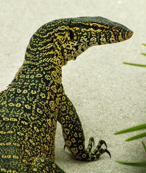 Home Page [simpsonstreetfreepress.org]