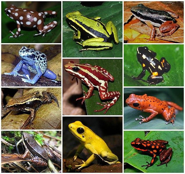 SSFP - Learn About the Bright Colors and Deadly Poison of Poison Dart Frogs