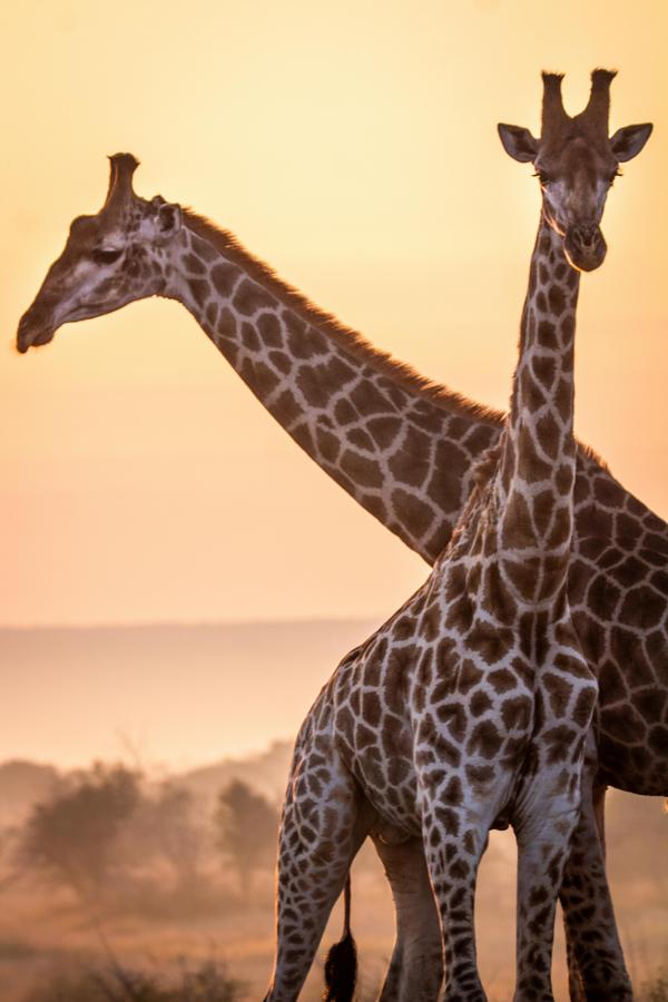 SSFP - Giraffes Are Graceful Animals of the African Grasslands